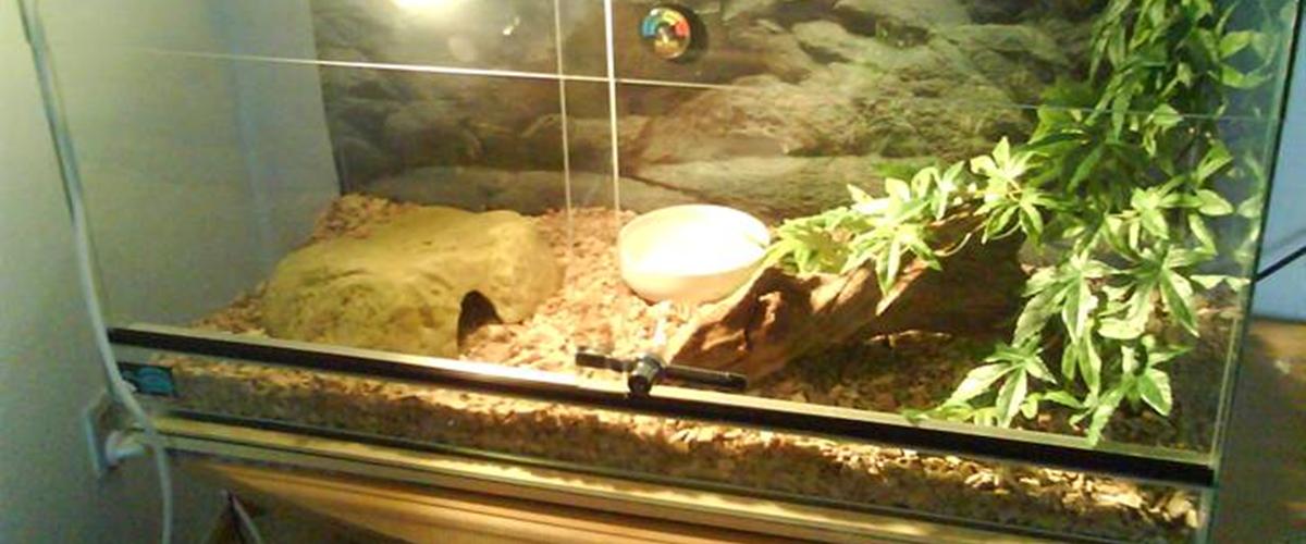 Min konge python - Dyr - Uploadet af Mr.Frost