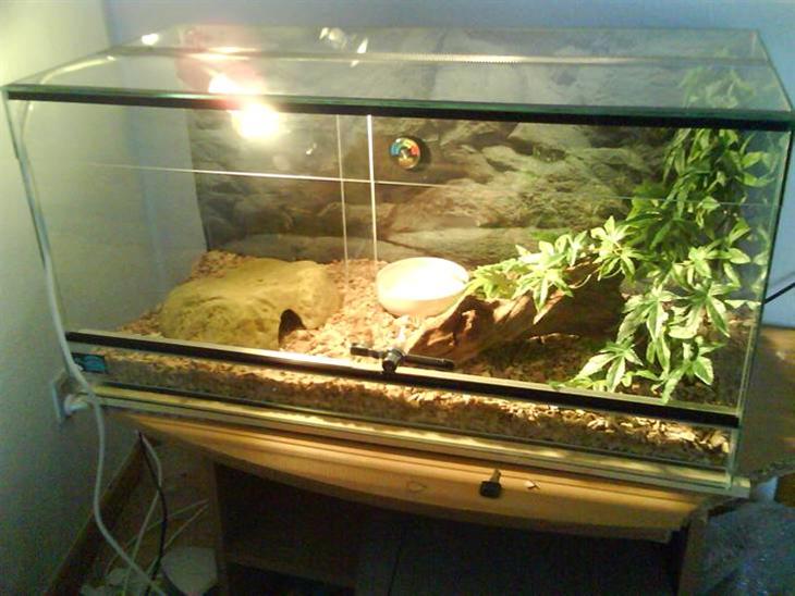 Min konge python - Dyr - Uploadet af Mr.Frost