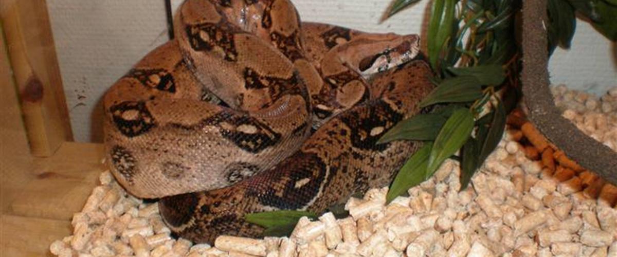 Slanger - Dyr - Uploadet af kevin H