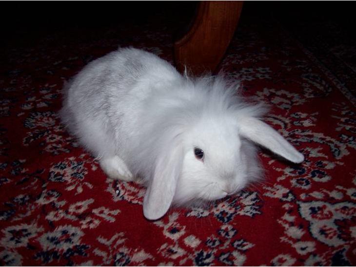 Mine smukke løver:) - Dyr - Uploadet af Nanett