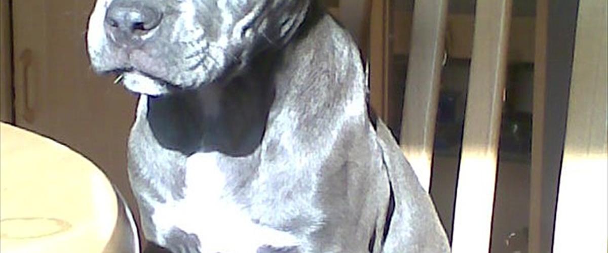 Cane :) - Dyr - Uploadet af line s