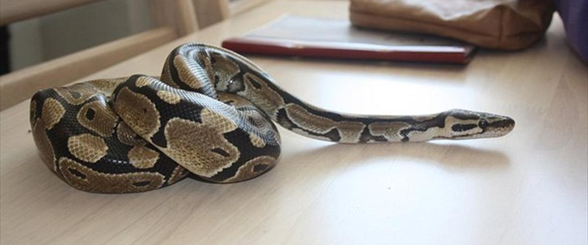 Slanger - Dyr - Uploadet af Stine G