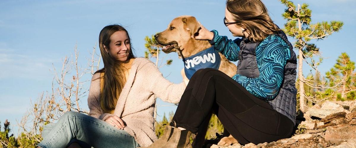 Derfor skal du sikre din hund Derfor skal du sikre din hund