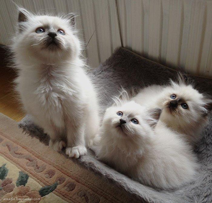 Hellig Birma Graviditet, Fødsel, Og Killinger :) - Off Topic - Fotos ...