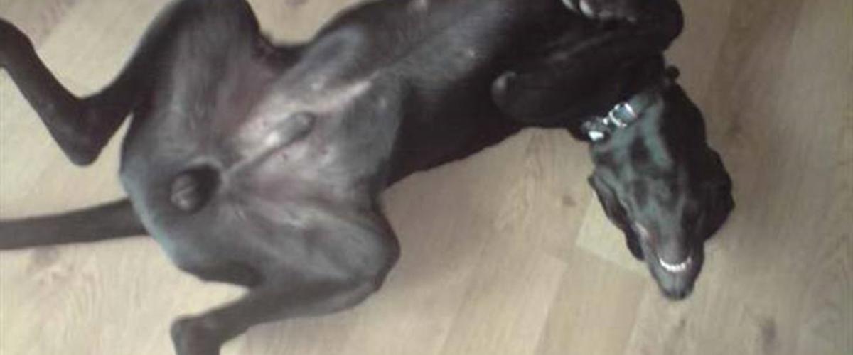 Lidt af køteren og Kræet(katten) - Off Topic - Uploadet af Henrik V