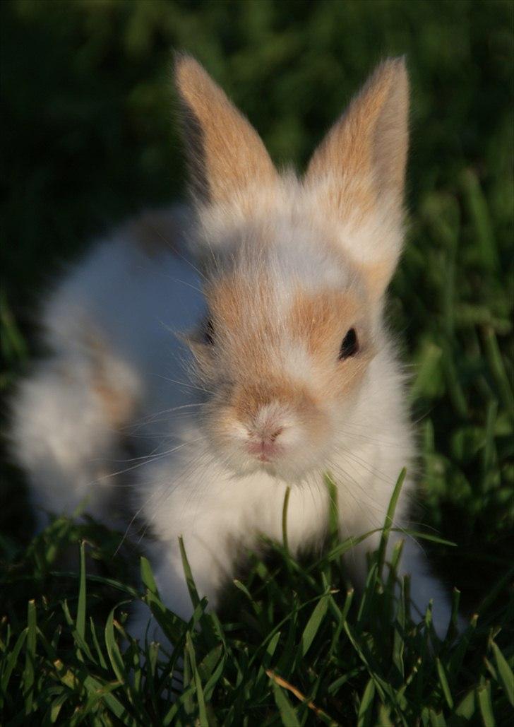 Kaninunger - Kaniner - Fotos fra Lykkeline