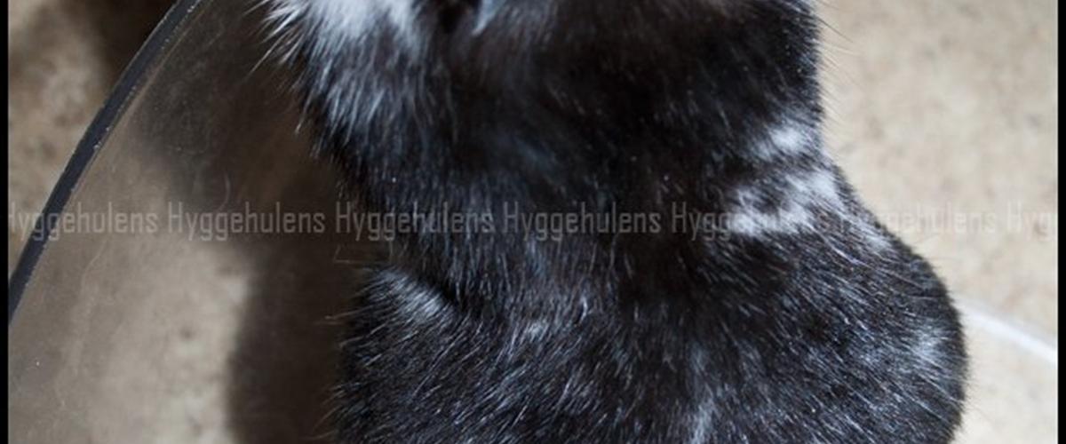 Hamster C-Kuld - Hamster - Uploadet af Hyggehulen's