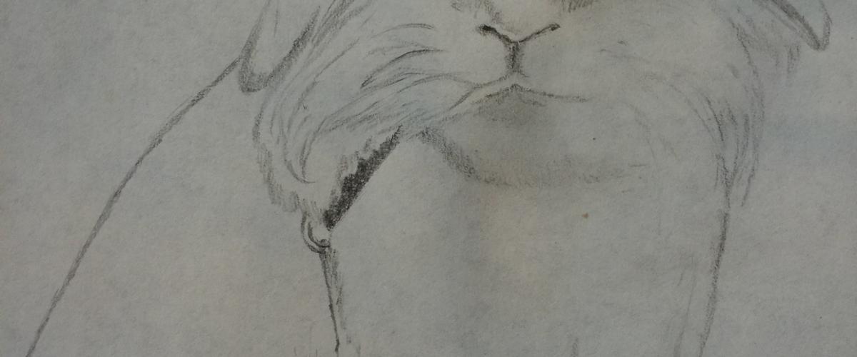 mine tegninger - Tegninger - Uploadet af Klintens Kaniner