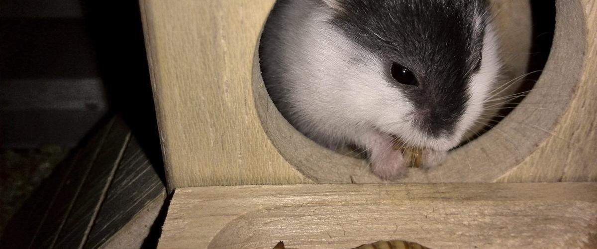 Dværghamster - Kuld D - Hamster - Uploadet af Christina J