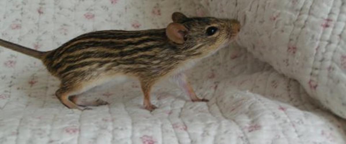 Zebramus - Mus - Uploadet af $nif