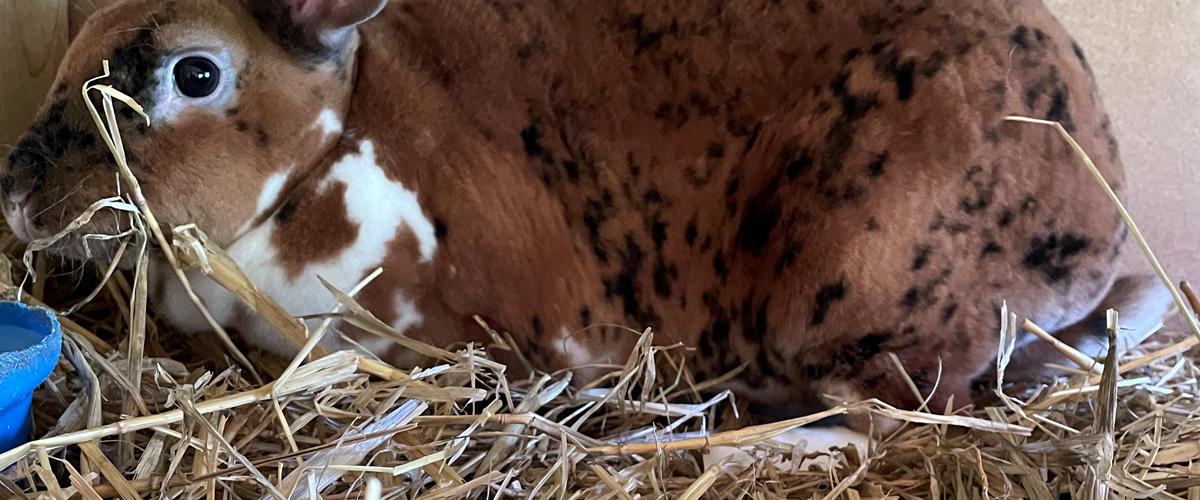 Parring nr 1 ren Rex Gepard - Kaniner - Uploadet af Rosaleens-stald