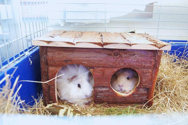 Marsvin: Hvor stort et hus? - Skrevet af Jette N (",) og de fire puttegrise