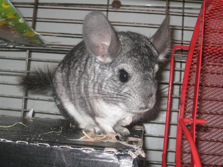 Chinchilla Rose - 2009 - Rose er min dejlige chinchill...