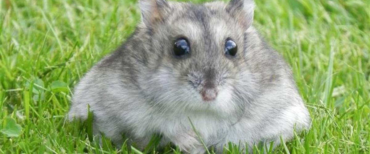 Dværghamster Rosie (Smushi) - 2009 - En dejlig hamster som elsker ...