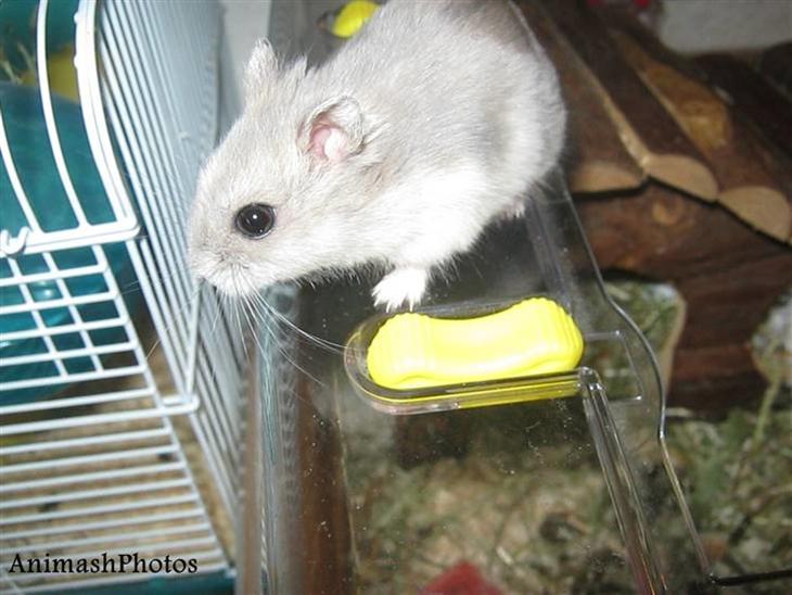 Dværghamster Fru Nielsen - 2010 - Grå med hvide aftegninger.