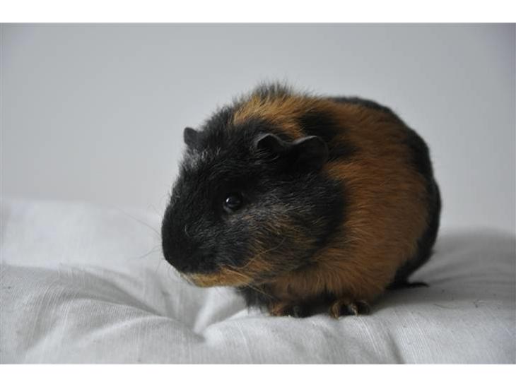 Marsvin Hr. Marsvin - 2010 - Race: Ustandardiseret Skinnyb...