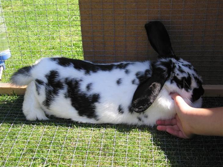 Kanin Ninus død *R.I.P* :´( - 2003 - Hun var sort og hvid plettet ...