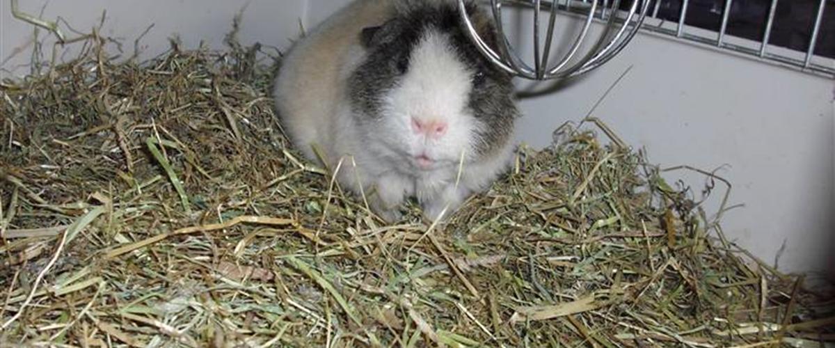 Marsvin Teddy *RIP* - 2002 - Teddy var den sødeste marsvin...