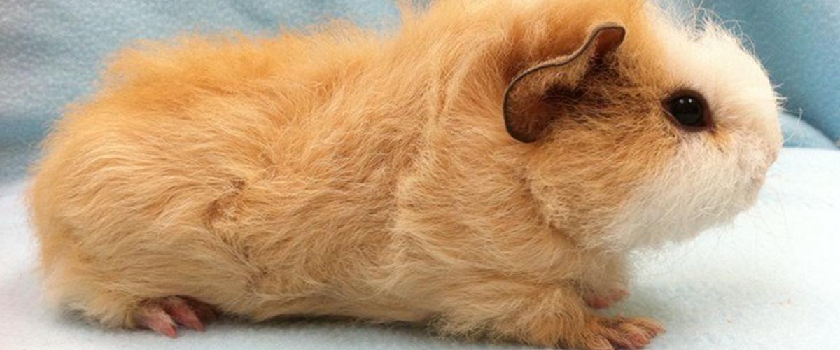 Marsvin Pjuske - 2011 - jeg var så heldig af min veni...