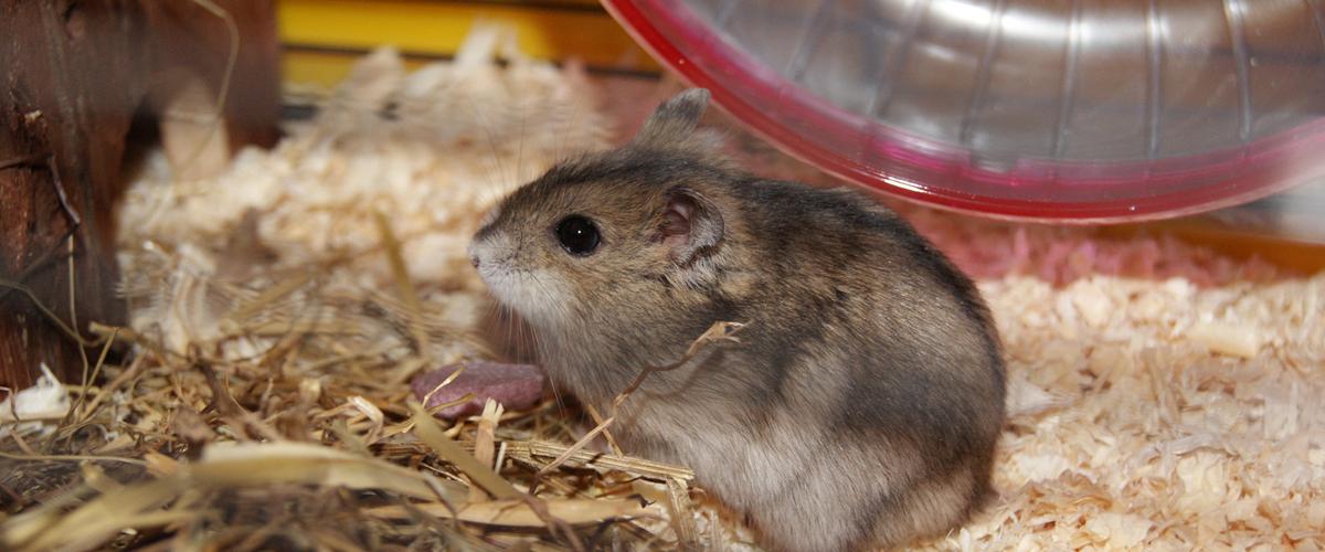 Dværghamster Mango - 2012 - Vi har lige fået ham i dag,