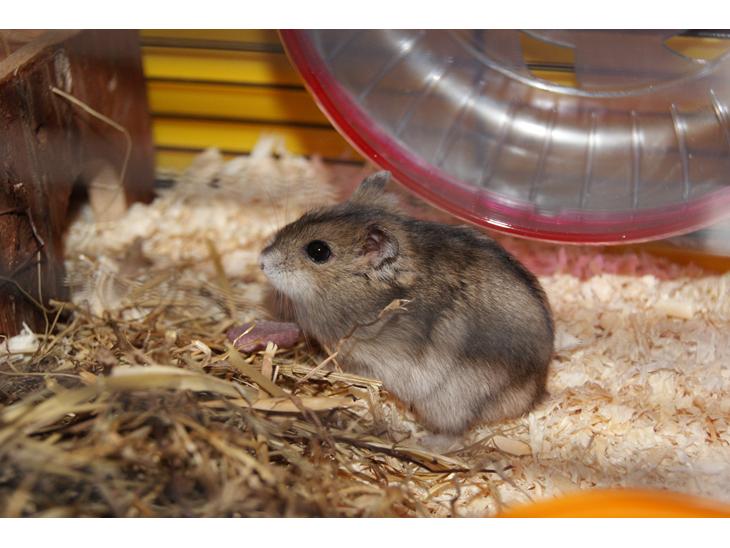 Dværghamster Mango - 2012 - Vi har lige fået ham i dag,