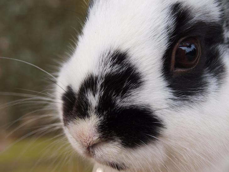 Kanin Koral - 2012 - Koral er sort og hvid:) Vi kø...