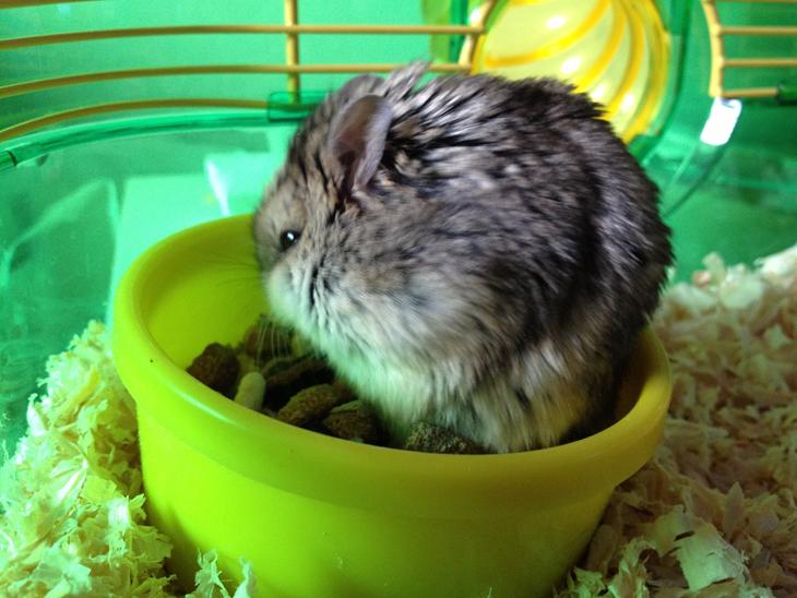 Dværghamster Kolle - 2012 - Han er et Satin-dværg hamster...