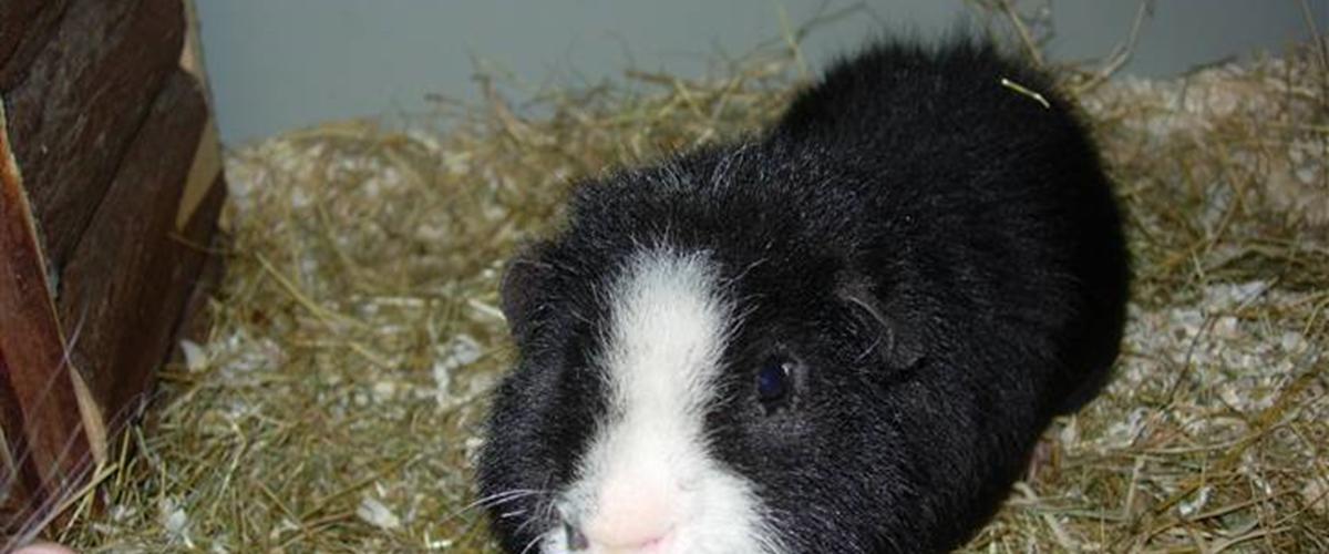 Marsvin Teddy - 2009 - Teddy er sort med hvide afteg...