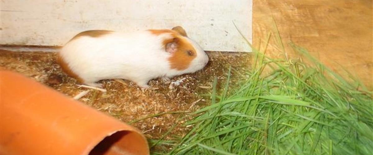 Marsvin Afred - 2009 - Han er vild med hun marsvin o...