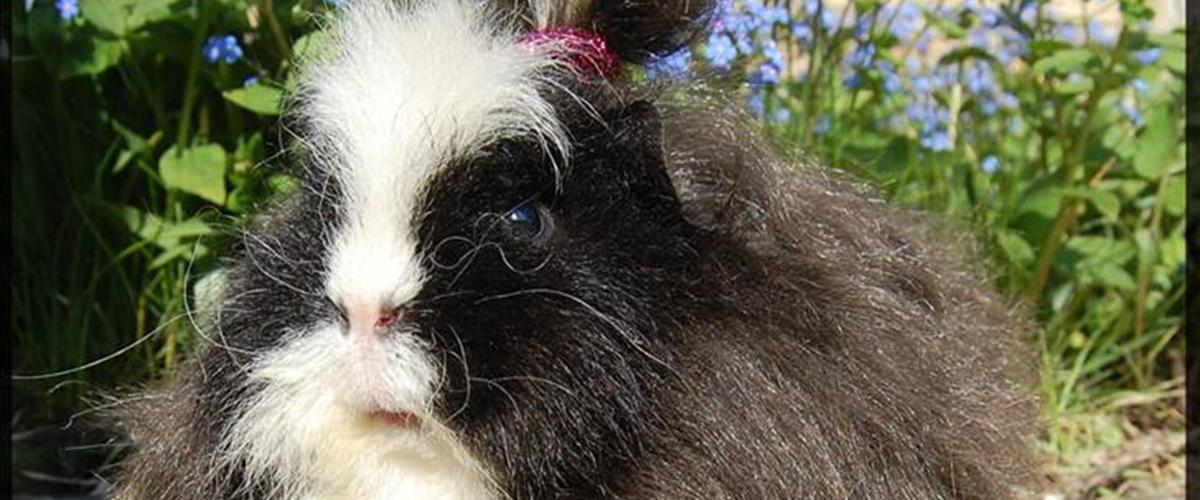 Marsvin Rubiens Mini Muh - 2008 - Jeg har fulgt hende hos opdræ...