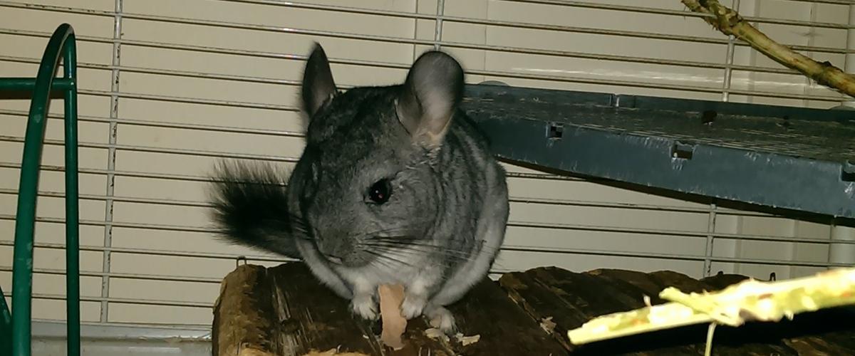 Chinchilla Pippi * Sov godt søde Pippse*