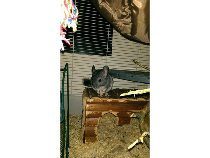 Chinchilla Pippi * Sov godt søde Pippse*
