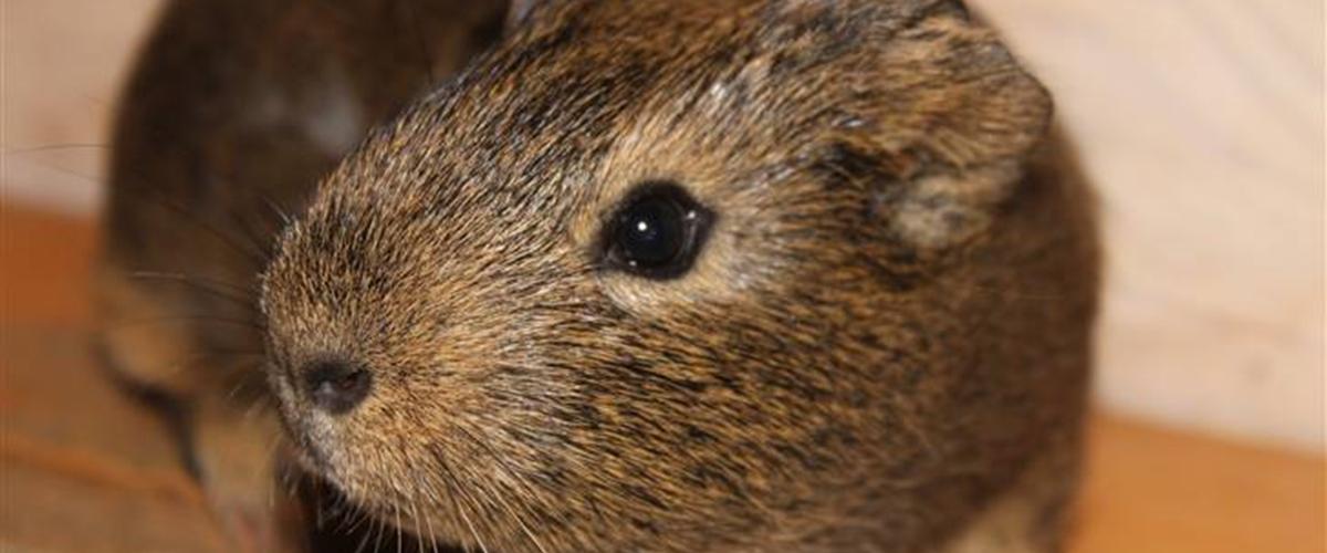 Marsvin Darwin (Perry) † R.I.P.† - 2010 - D. 16 maj 2010 fik vi Darwin....