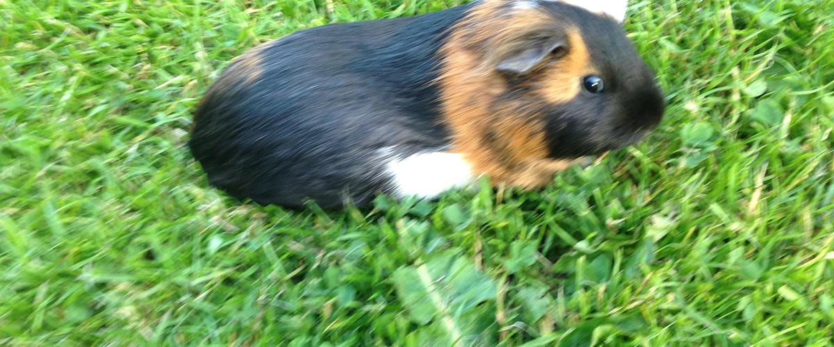 Marsvin jessica - 2014 - hvid og brun og stor brun på ...