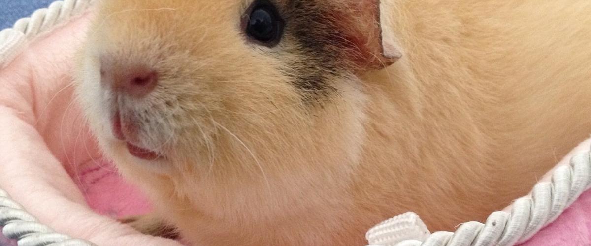 Marsvin Teddy Papaya - 2015 - Papaya er flokkens troublemak...