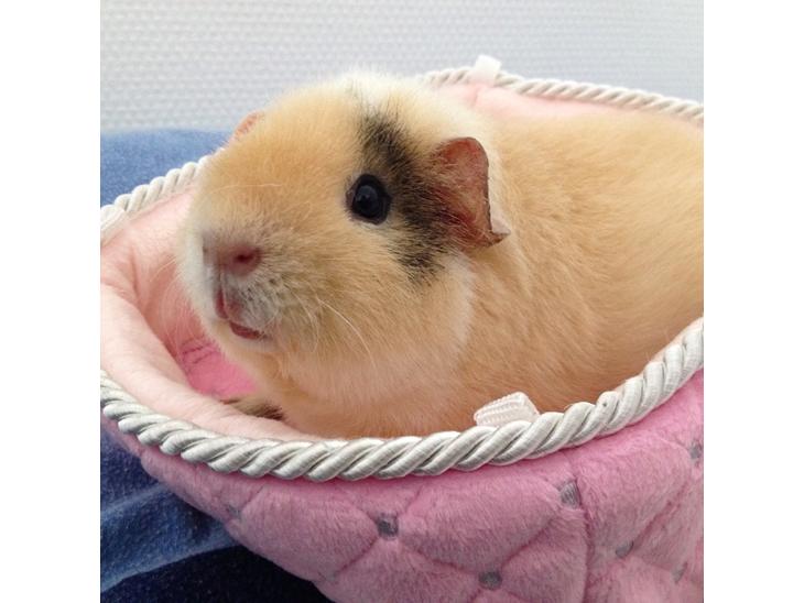 Marsvin Teddy Papaya - 2015 - Papaya er flokkens troublemak...