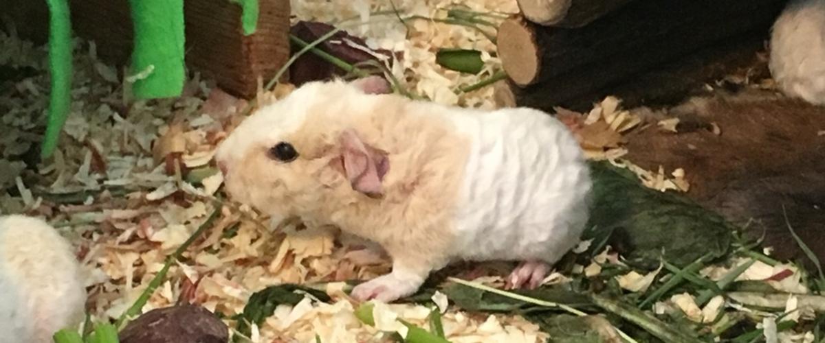 Marsvin Teddy Pitaya - 2016 - Pitaya skulle vi egentlig ikk...