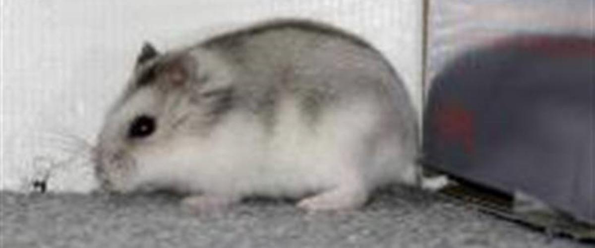 Dværghamster Lulu - 2007 - Grå med hvid mørk på ryggen,
