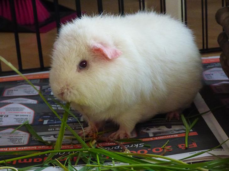 Marsvin Øffe - 2016 - Født i november Type: Teddy ...