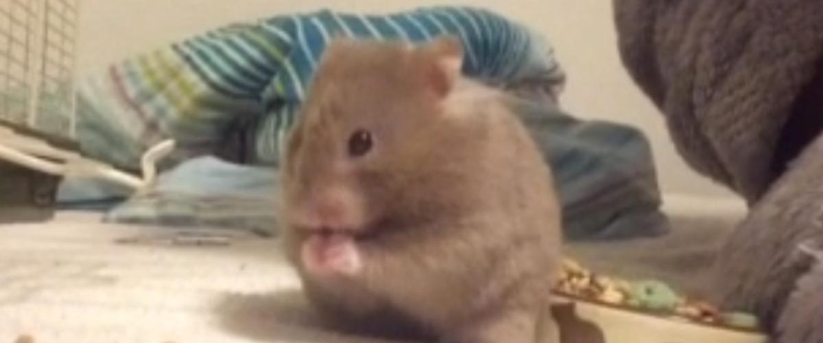 Hamster Dronning Dagmar - 2017 - Hun er grå med lidt hvidt på ...