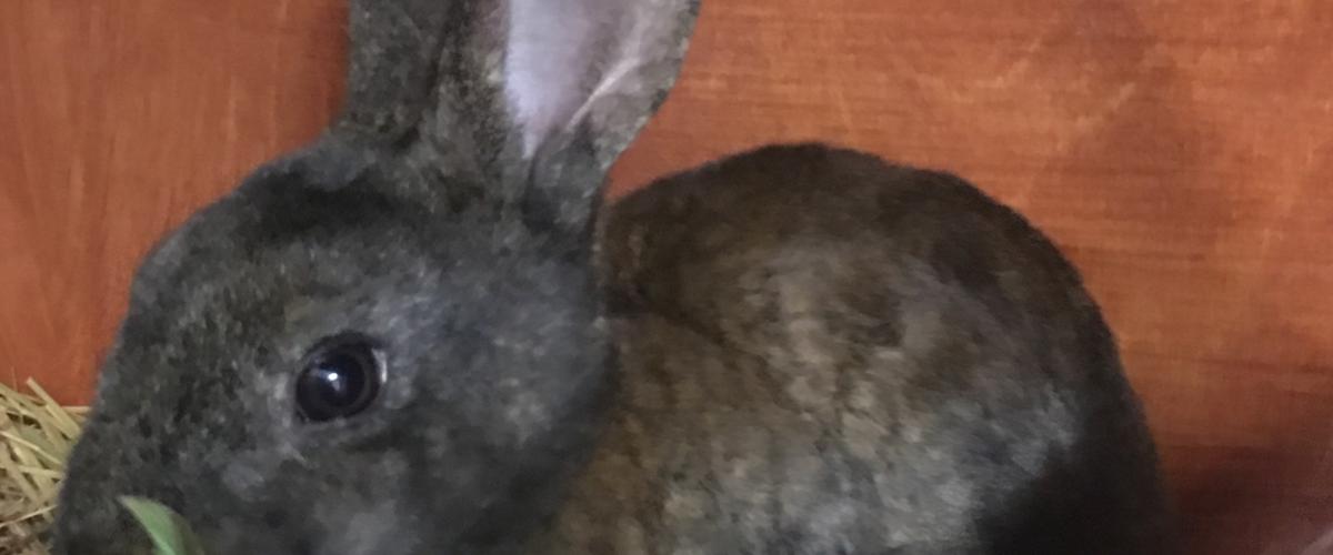 Rex bror og søster - kr. 200 - kaniner