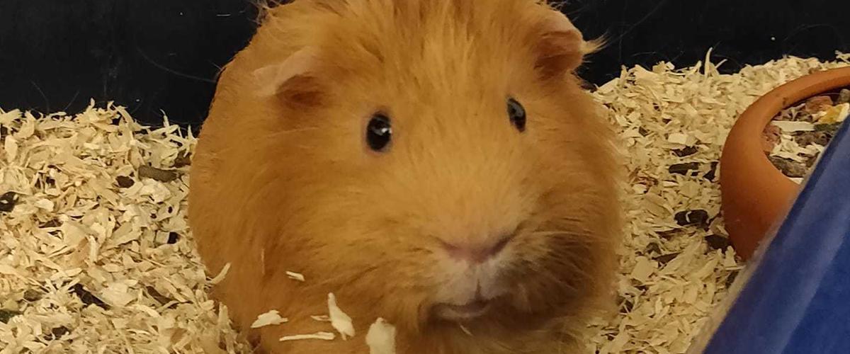 2 marsvin med bur - kr. 500 - marsvin