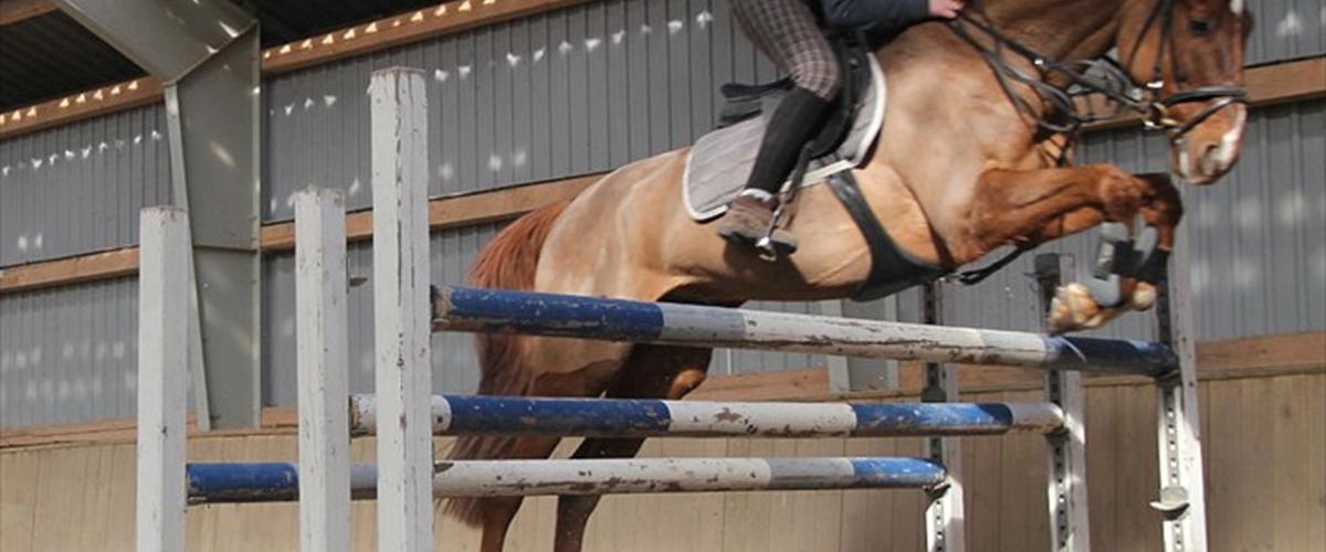 Harpun hopning - Diverse hest - Uploadet af Nanna - Harpun og Faika