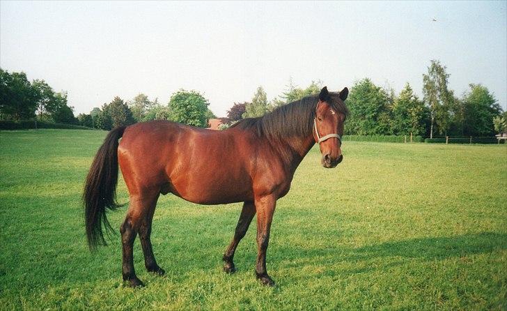 Gamle hestebilleder - Diverse hest - Fotos fra lotte N