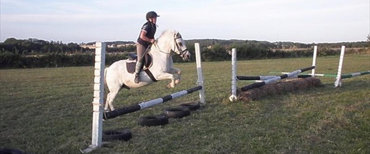 50 billeders hest - Diverse hest - Uploadet af Hende med enhjørningen...