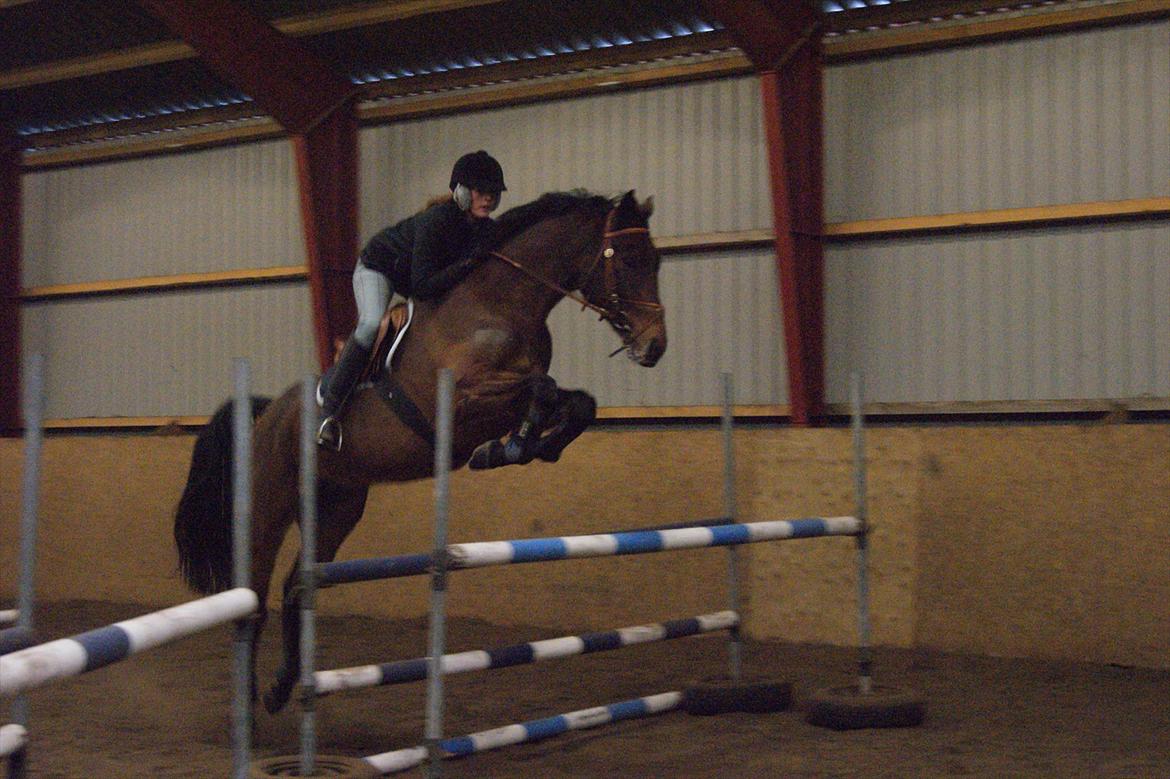 Spring med Hector - en kold morgen - Diverse hest - Fotos fra annemette