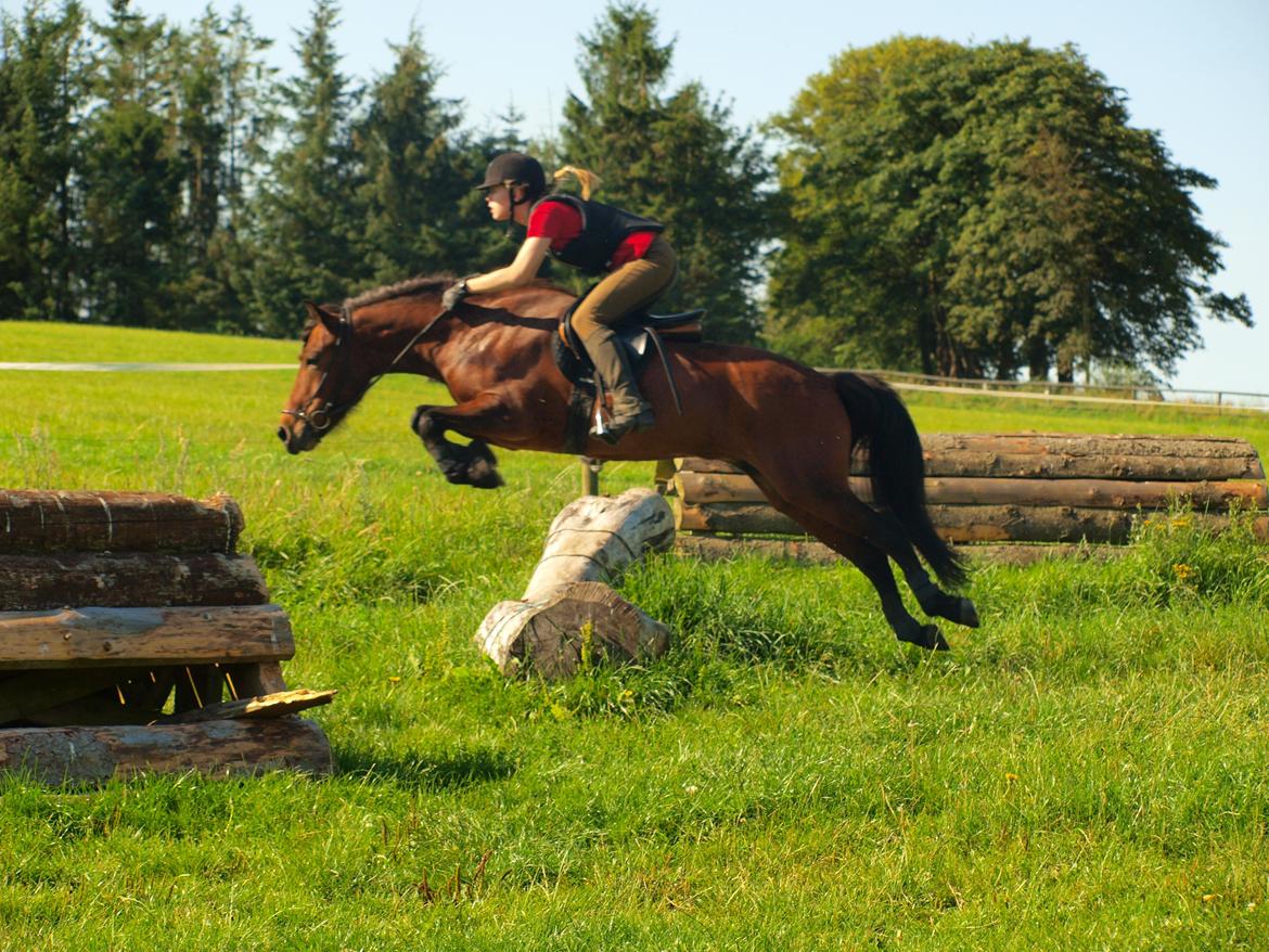 Islænder springer i terræn! - Diverse hest - Fotos fra Christina D