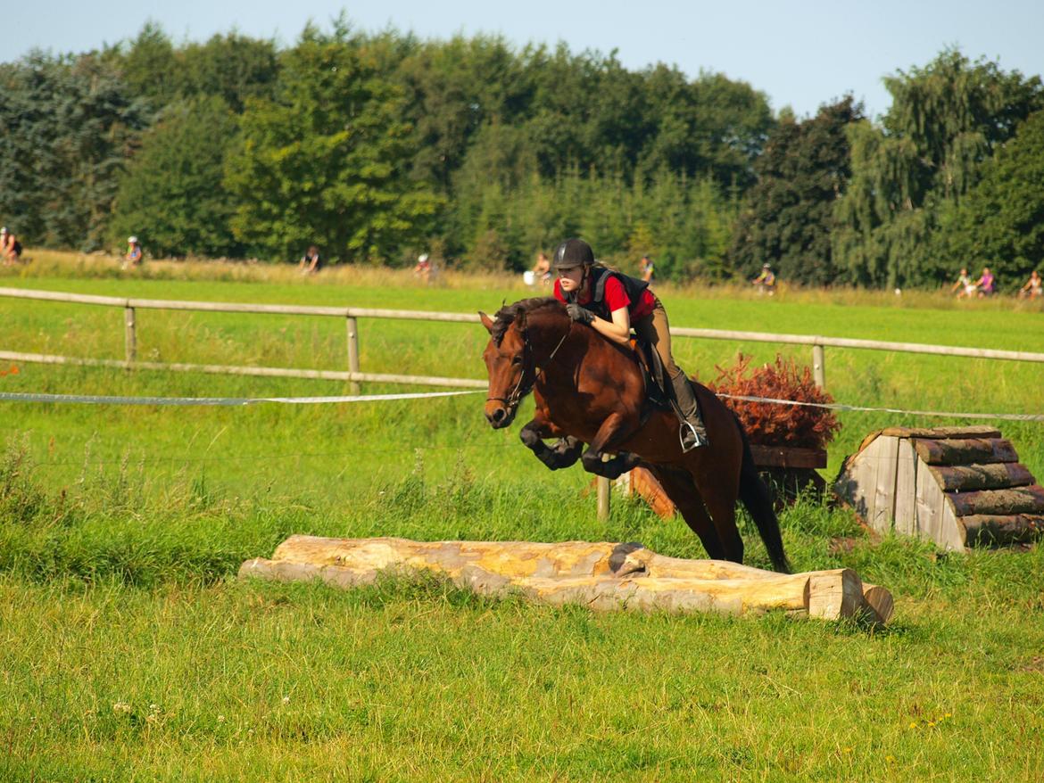 Islænder springer i terræn! - Diverse hest - Fotos fra Christina D