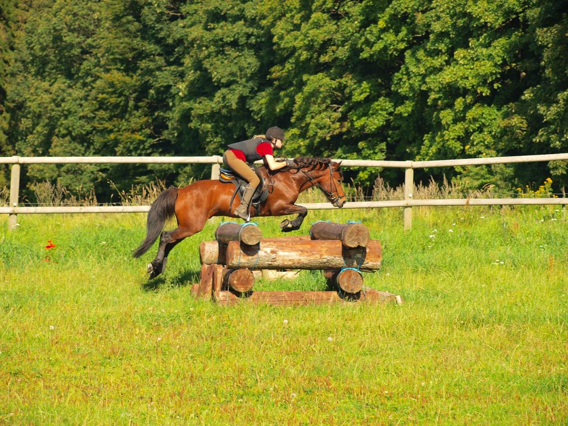 Islænder springer i terræn! - Diverse hest - Fotos fra Christina D