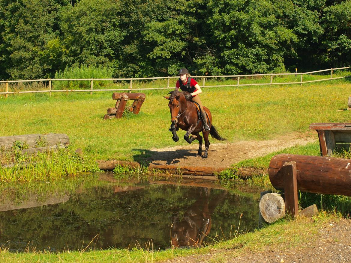 Islænder springer i terræn! - Diverse hest - Fotos fra Christina D
